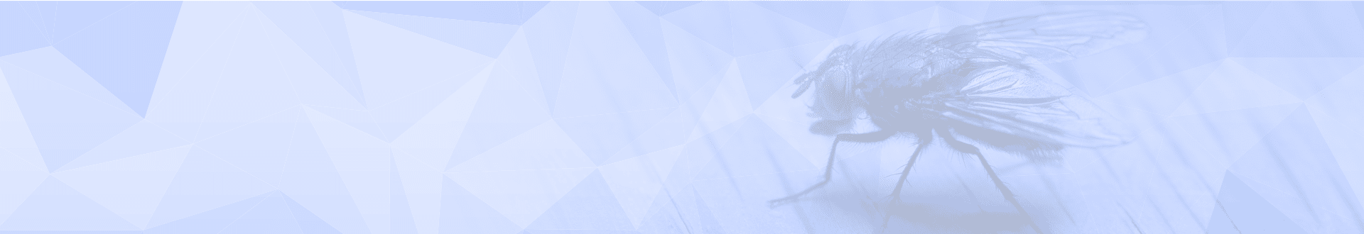 Filth Flies In Kansas, Missouri, Midwest | Get Rid Of Filth Flies