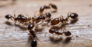 What Attracts Ants to My Kansas Home | Schendel Blog