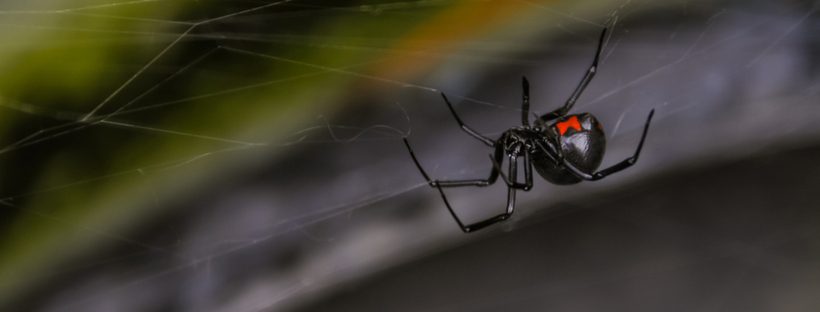 Spider Control - Schendel Pest Services - Pest Control & Exterminators